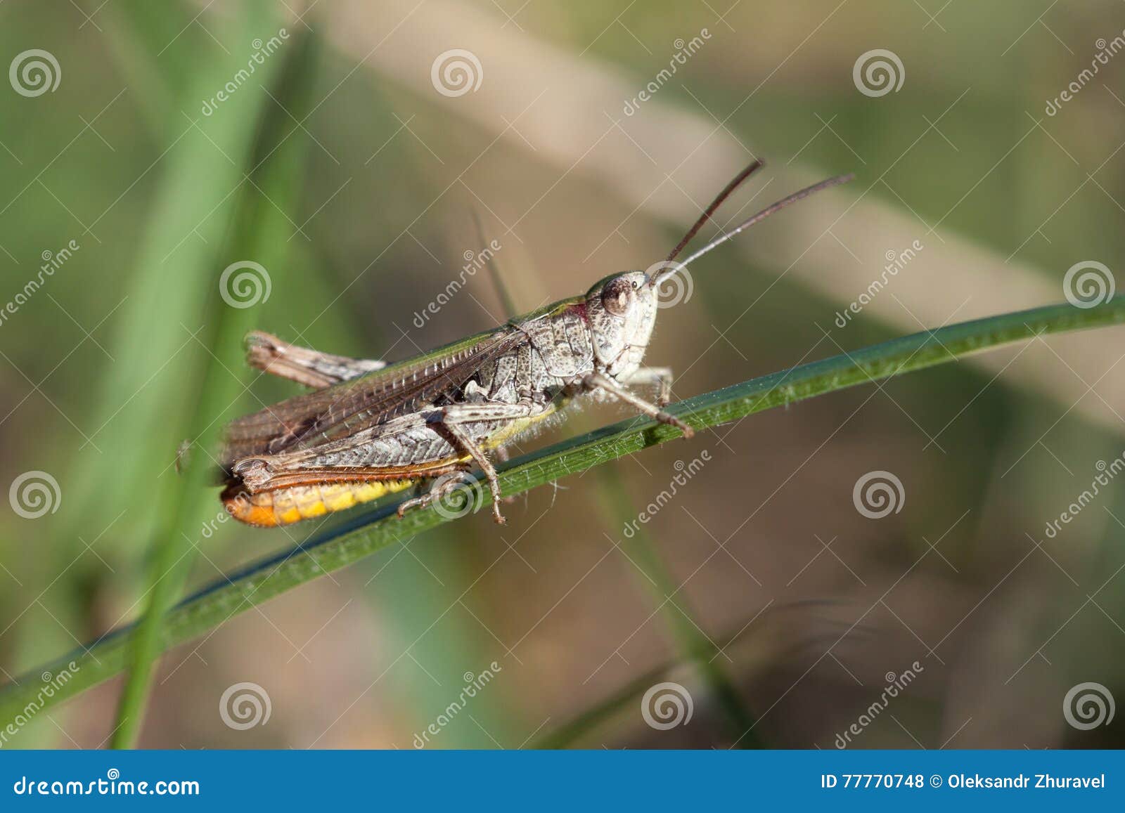 Sprinkhaan stock foto. Image of insect, lente, zitting - 77770748