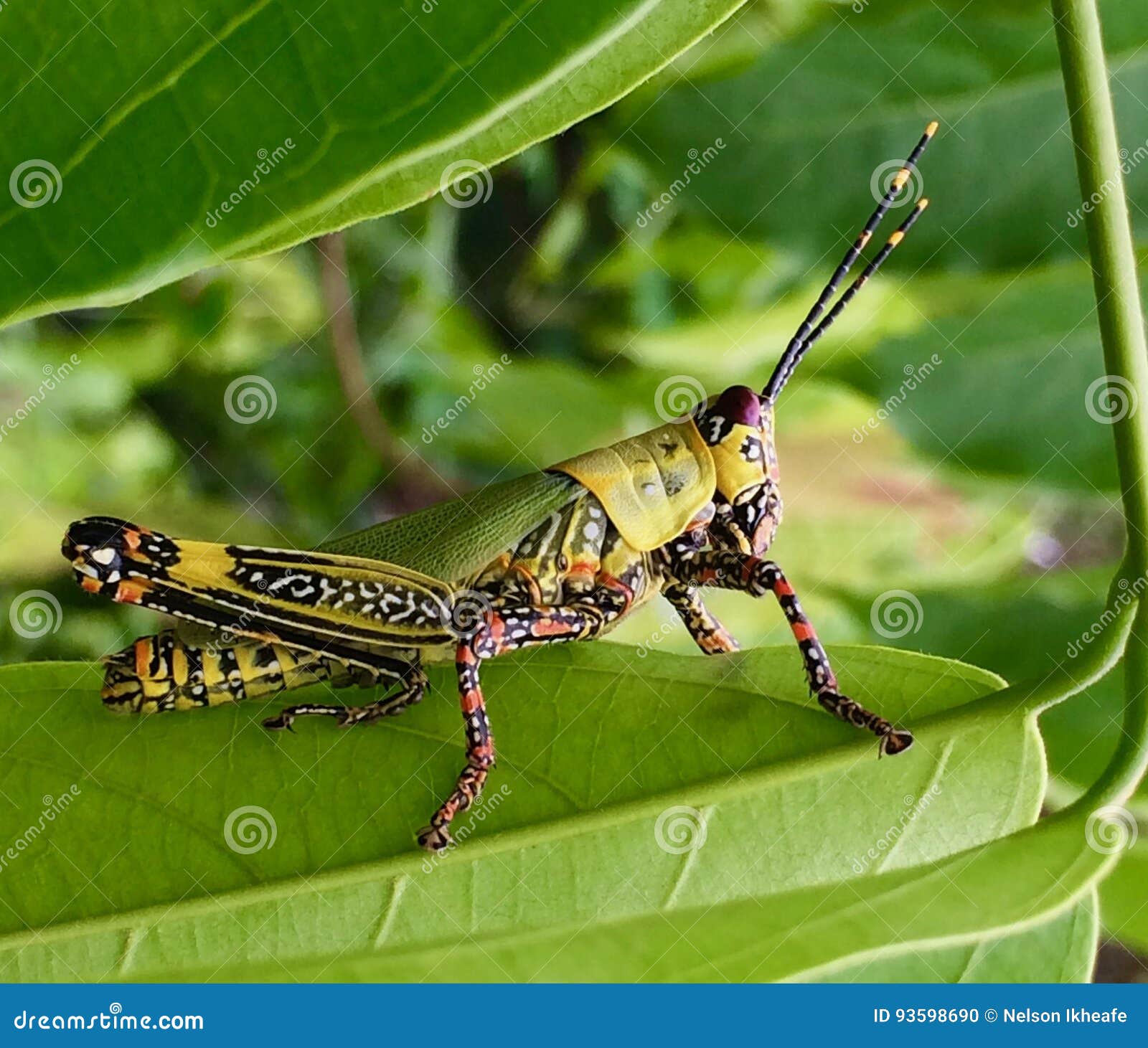 Sprinkhaan stock foto. Image of nave, geschakeerd, insect - 93598690
