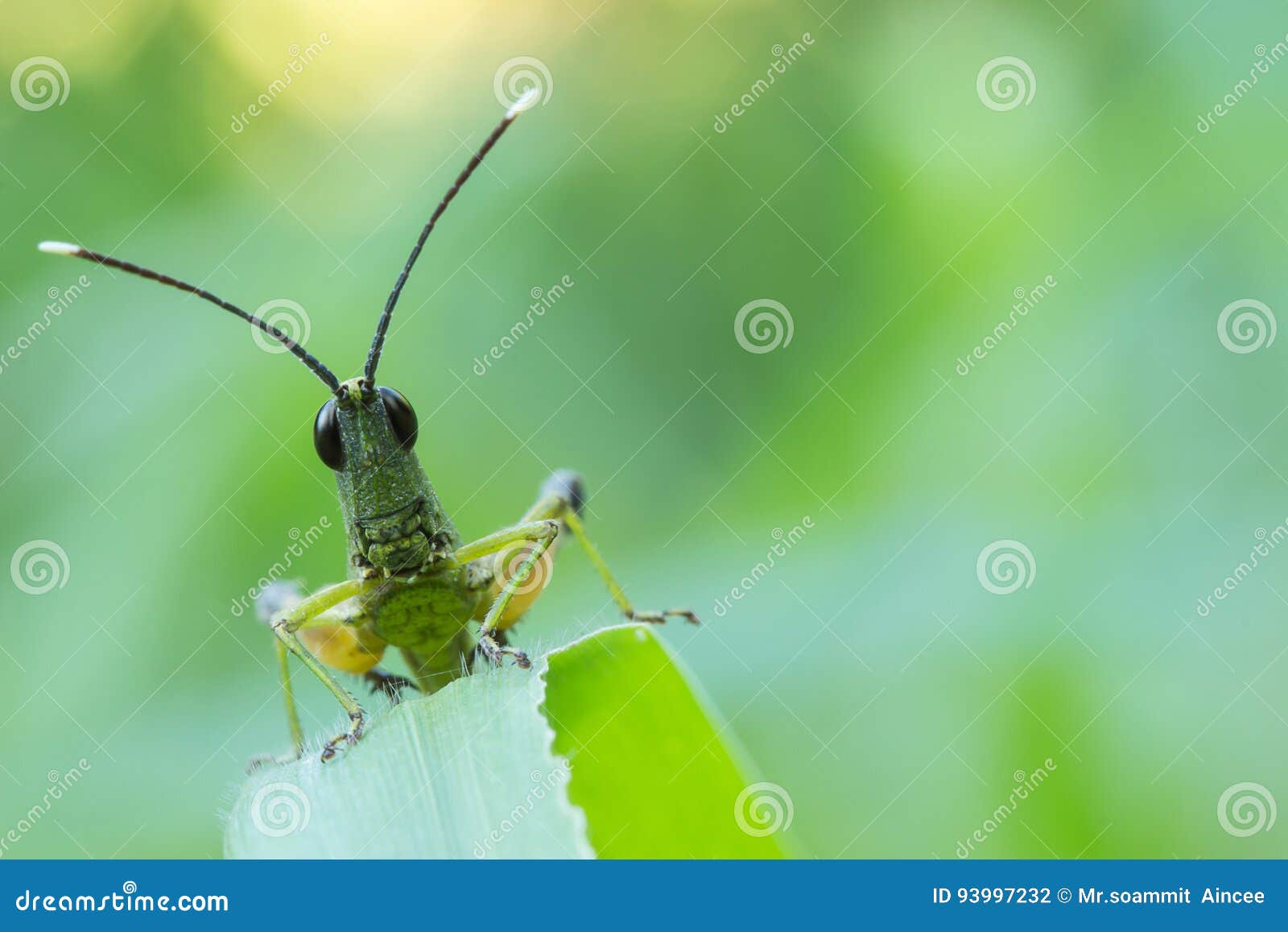 Sprinkhaan stock foto. Image of tussenvoegsel, insecten - 93997232
