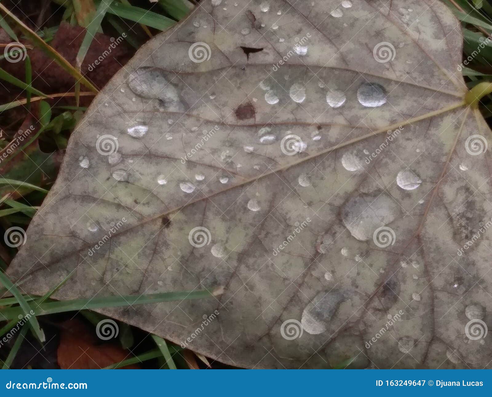 Sprinkle Few Drops Pretty Bug Stock Image - Image of sprinkle, pretty ...