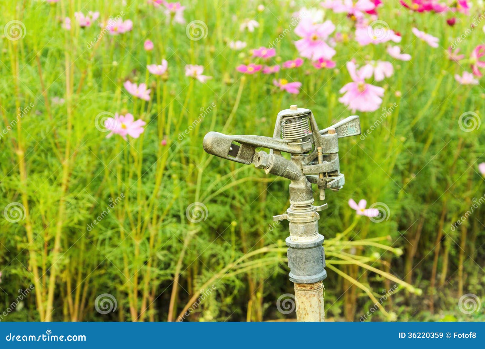 Sprinkle stock image. Image of gardening, sprinkle, outdoor - 36220359