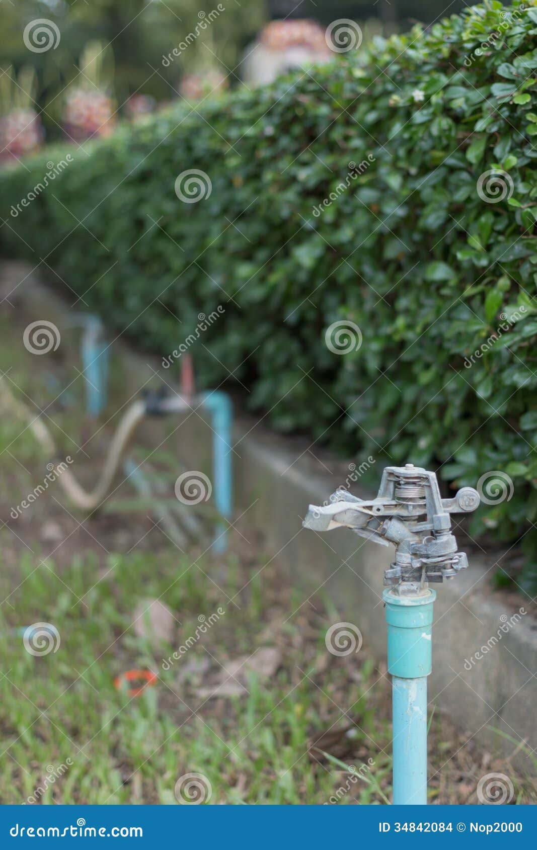 Sprinkle in garden stock photo. Image of drop, sprinkling - 34842084