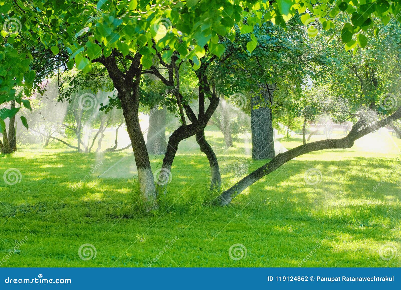 Sprinkle Water Working for the Tree in the Garden with the Sunshine ...