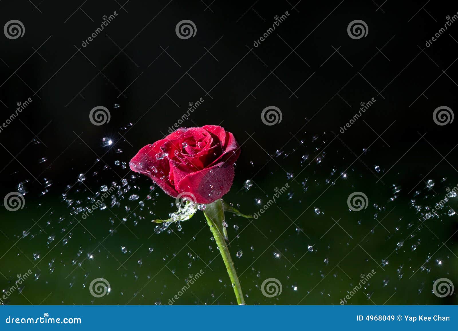 Sprinkled rose stock image. Image of romantic, romance - 4968049