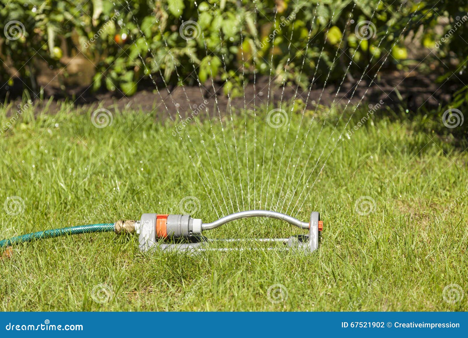 Sprinkler foto de stock. Imagem de rural, refrescar, jardinar - 67521902
