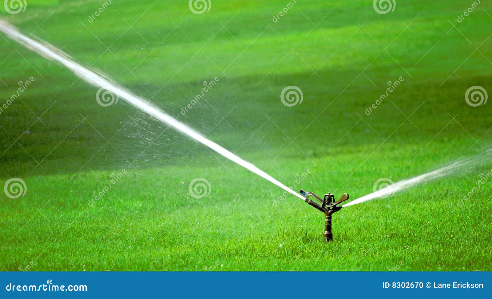 Sprinkler on Grass stock photo. Image of growing, falling - 8302670