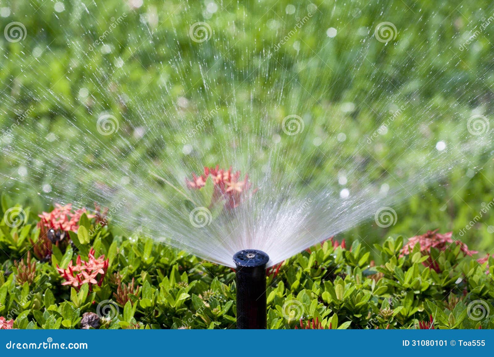 Sprinkler Head Watering the Bush Stock Image - Image of yard, irrigate ...