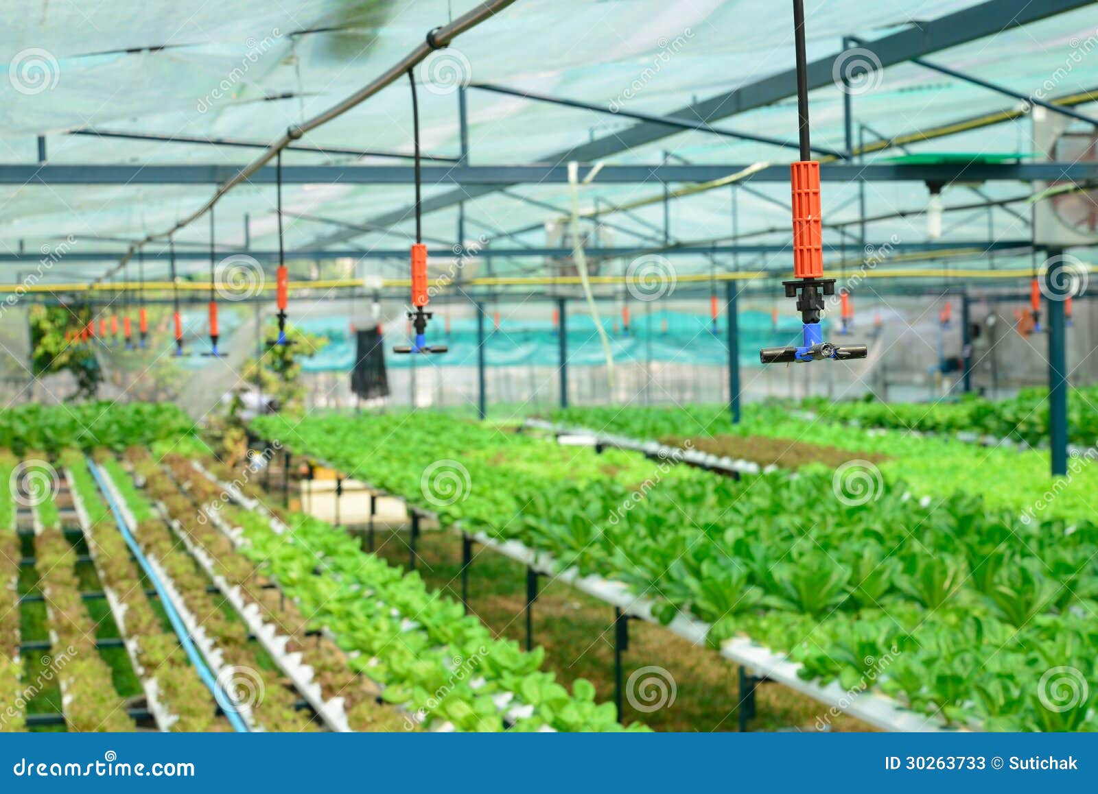 Sprinkler Irrigation in Hydroponics Vegetable Farm Stock Image - Image ...
