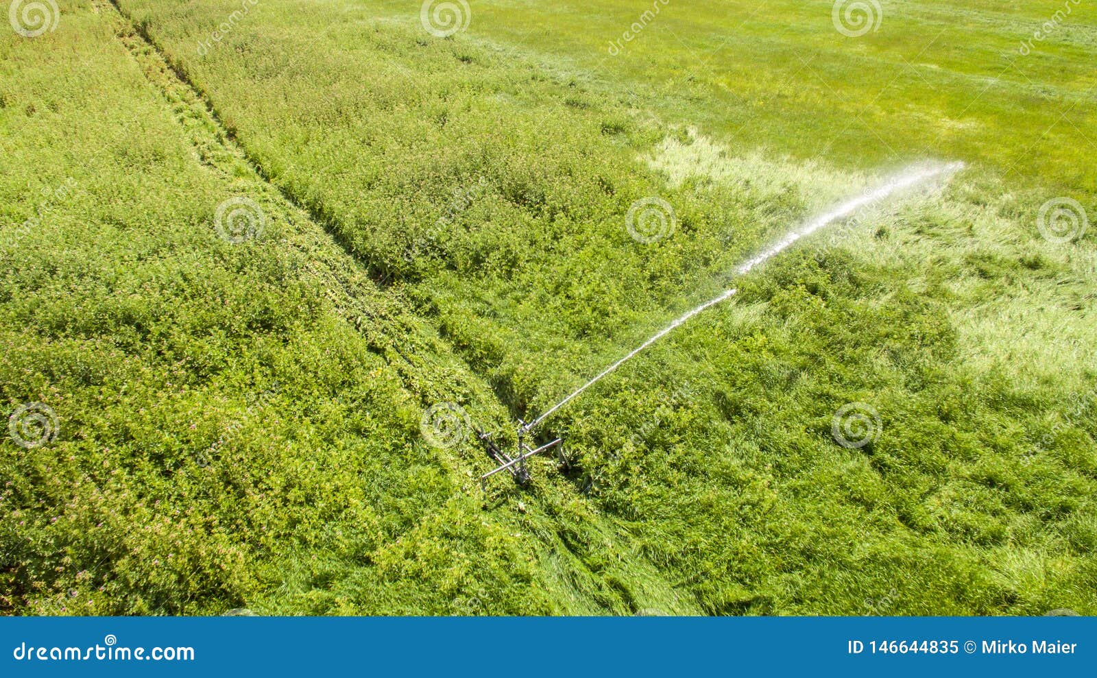 Sprinkler Irrigation Seen from Above with Drone Stock Image - Image of ...