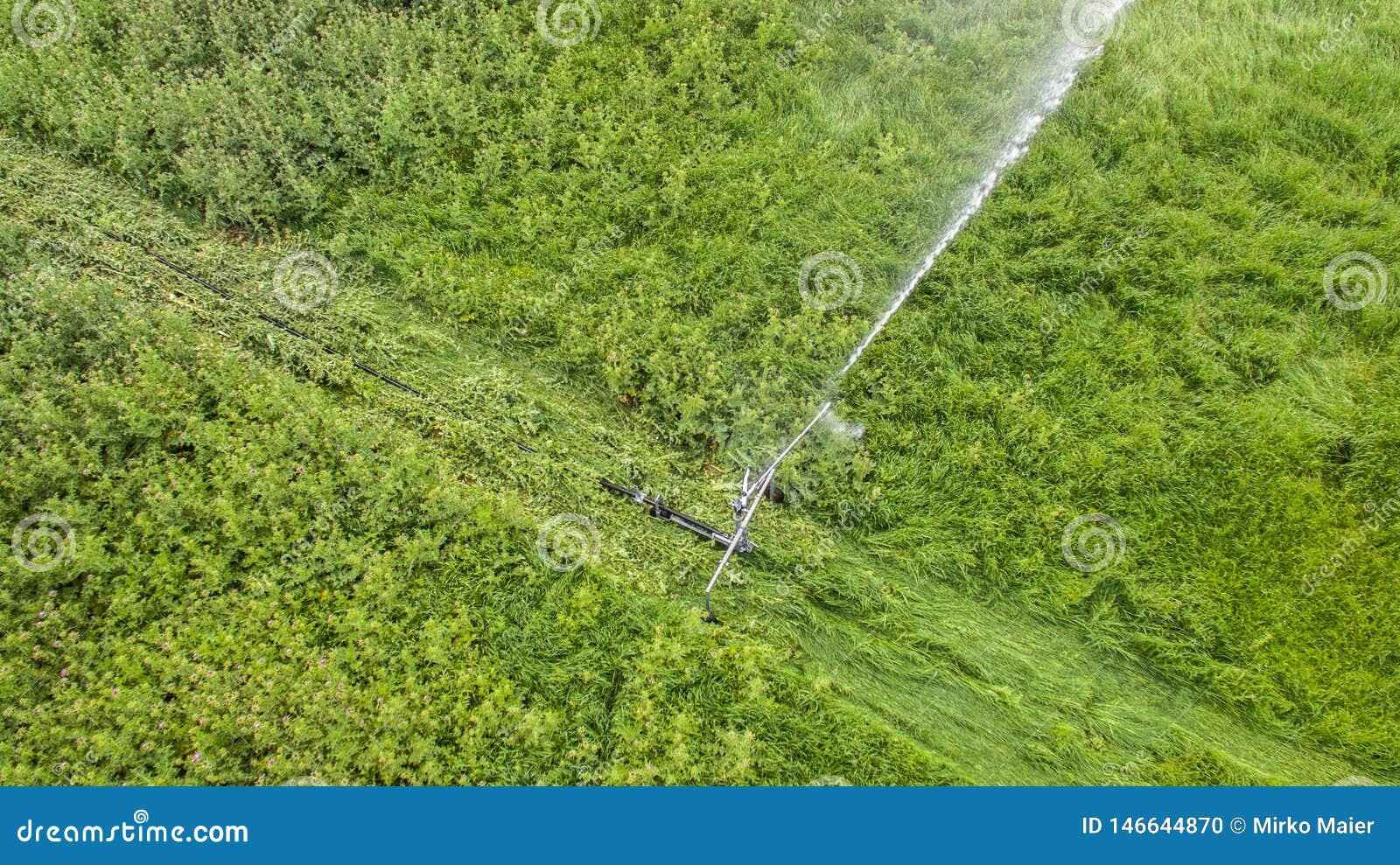 Sprinkler Irrigation Seen from Above with Drone Stock Photo - Image of ...