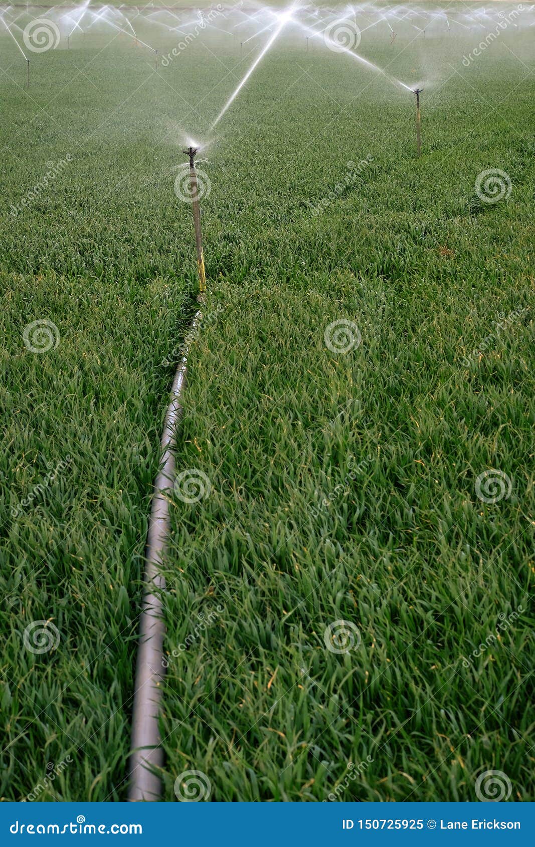 Sprinkler Irrigation System Spraying Water on Field Stock Image - Image ...