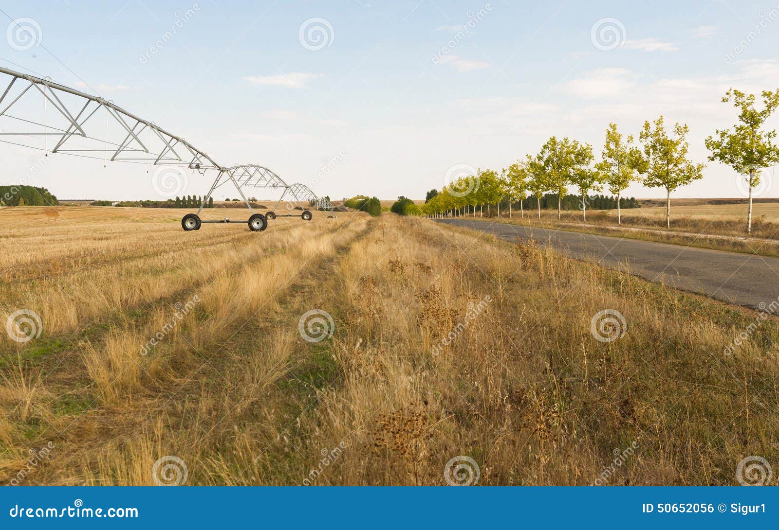 Sprinkler Irrigation System Stock Photo - Image of cereal, leon: 50652056