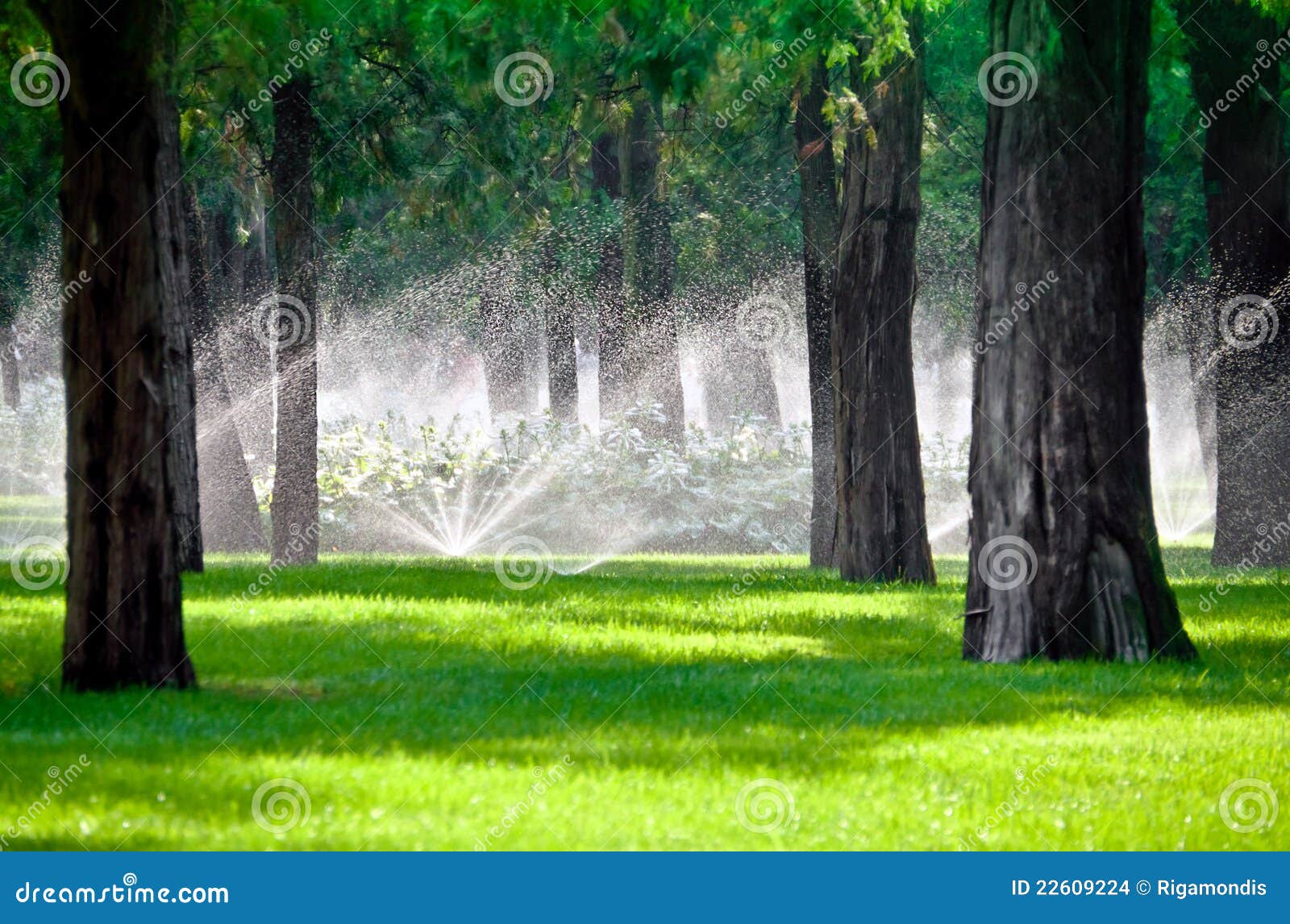 Sprinkler in a Lawn with Tree Stock Photo - Image of agricultural ...