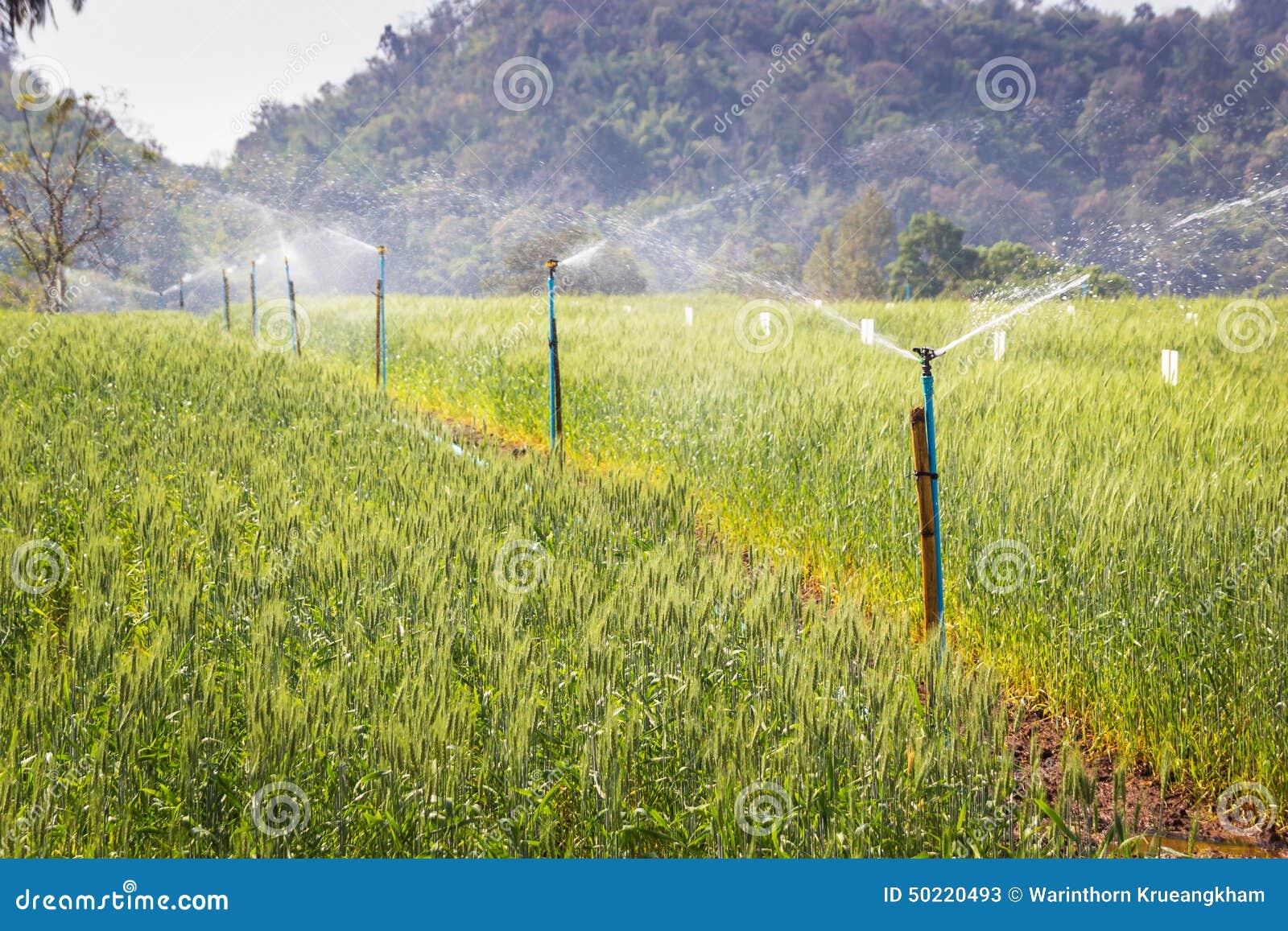 Sprinkler in rice field stock image. Image of heads, technology - 50220493