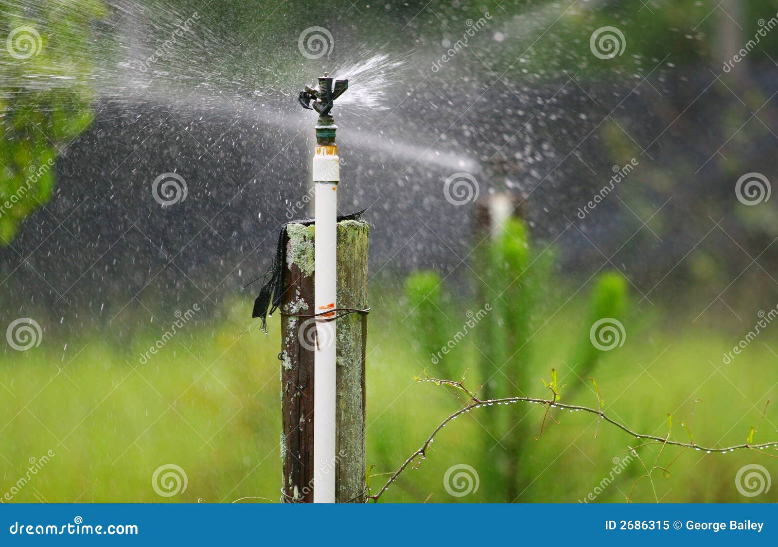 Sprinkler spraying stock image. Image of plants, irrigation - 2686315