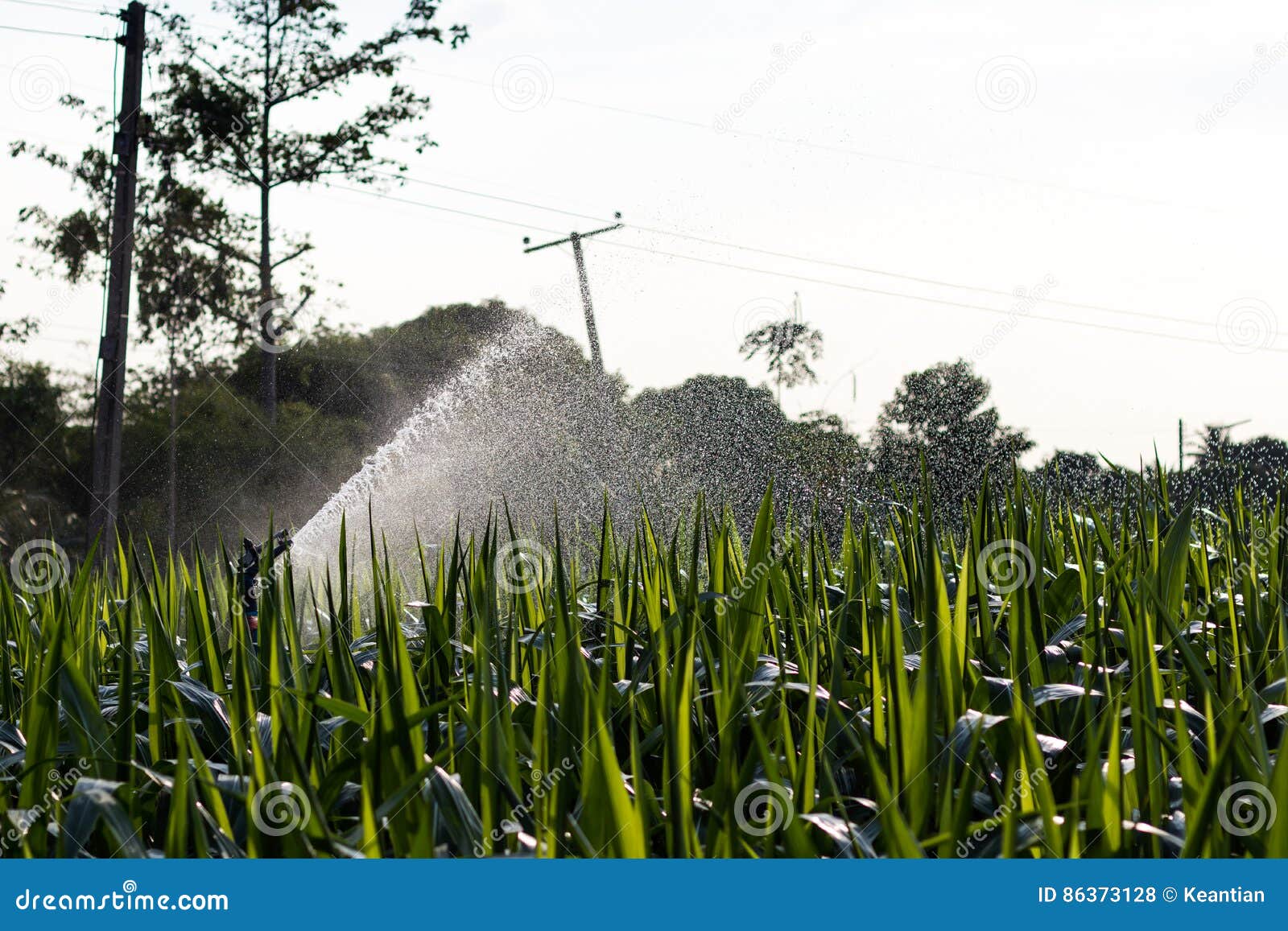 Sprinkler watering corn. stock photo. Image of farming - 86373128