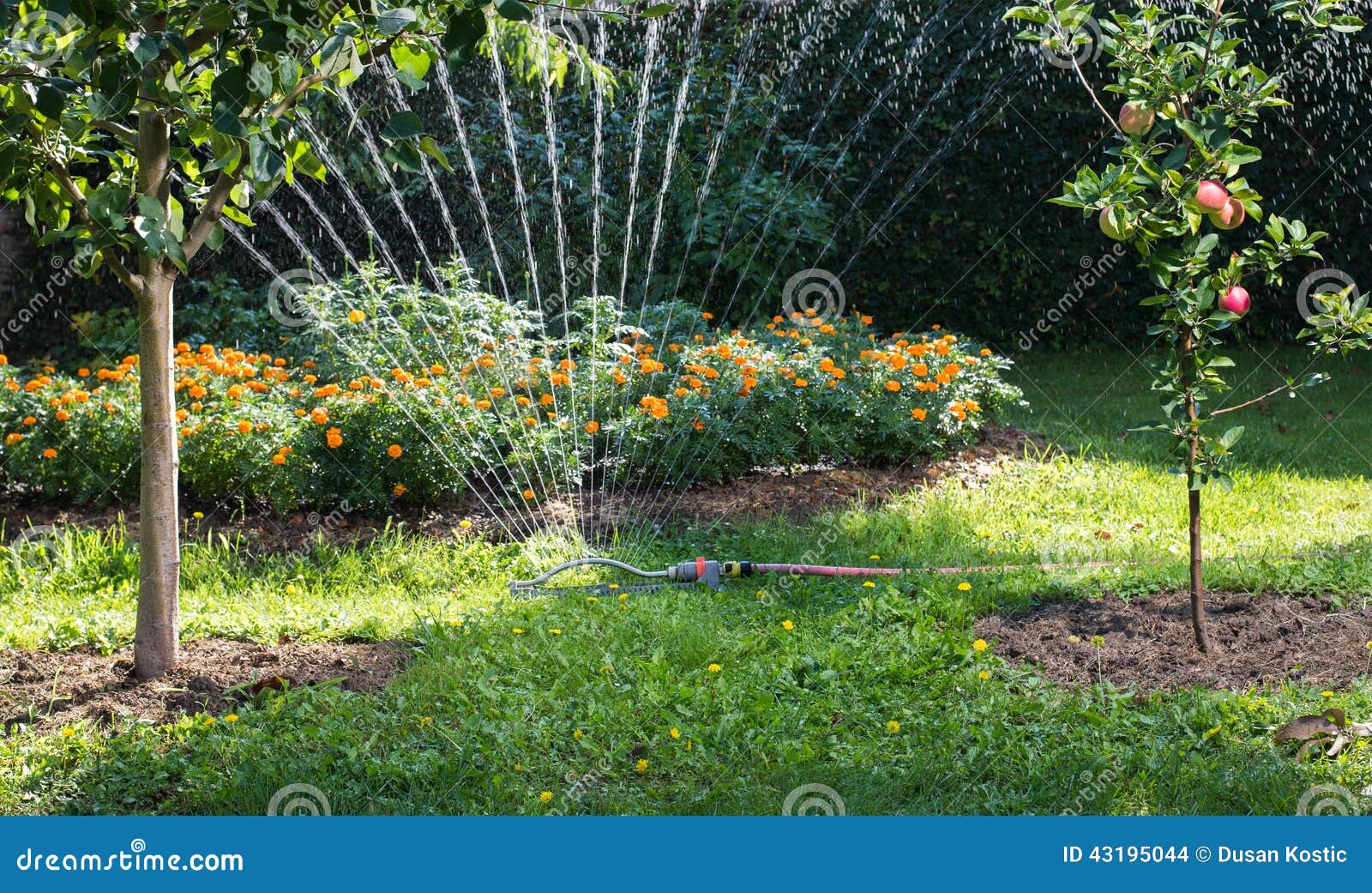 Sprinkler stock photo. Image of grass, equipment, flower - 43195044