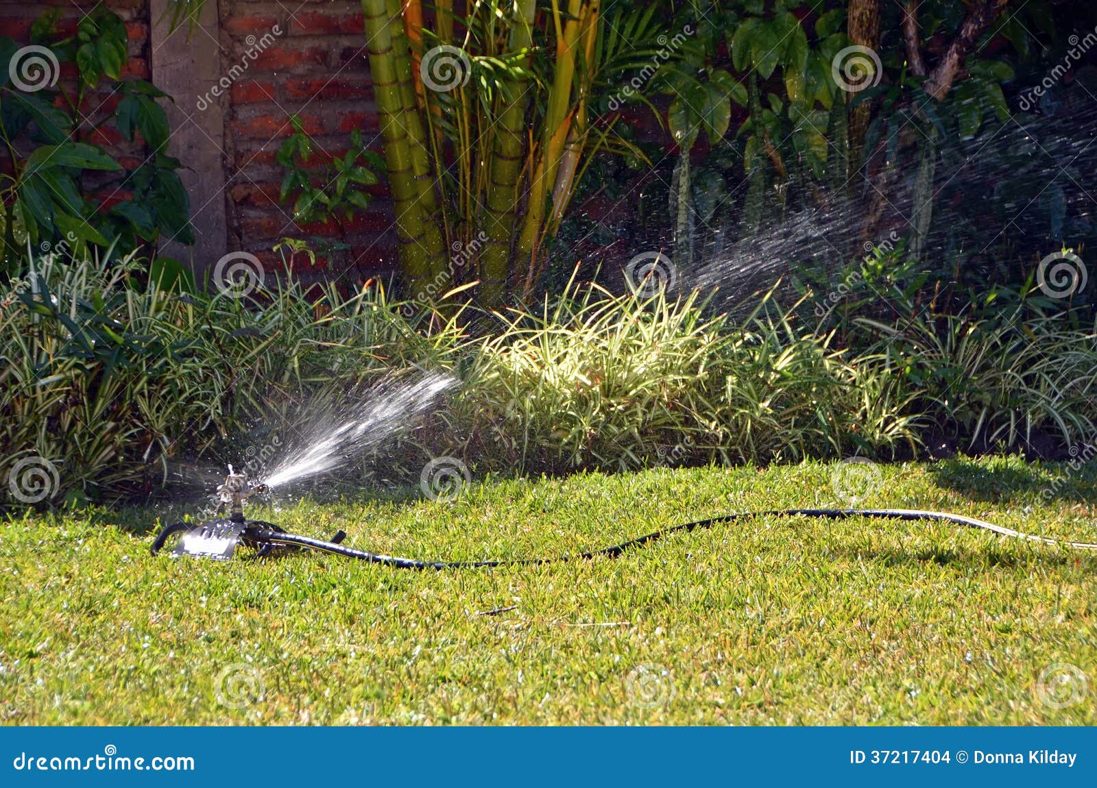 Sprinkler watering lawn stock photo. Image of garden - 37217404