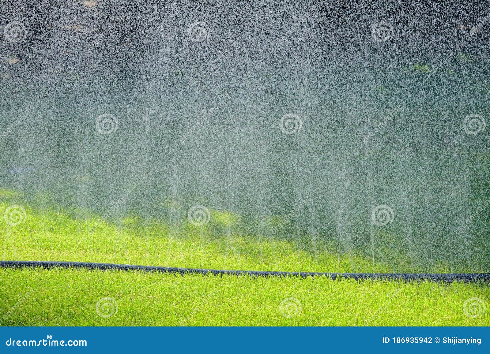 Sprinkling irrigation stock photo. Image of sprinkling - 186935942