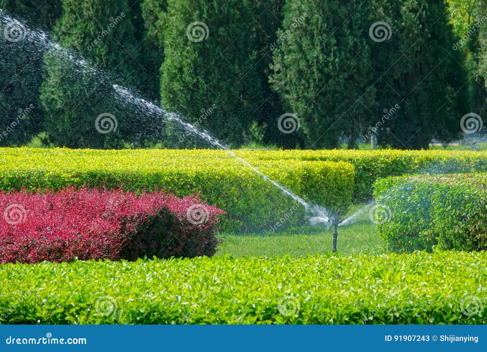Sprinkling irrigation stock image. Image of spurt, irrigation - 91907243