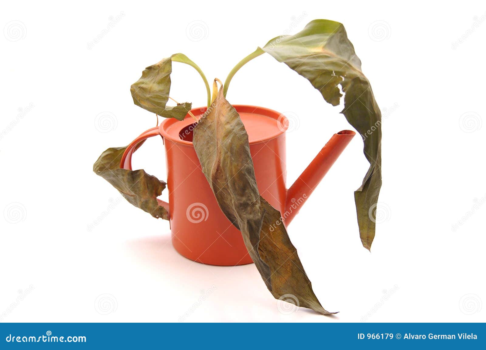 Sprinkling Pot with Dry Plant Stock Image - Image of land, dirt: 966179