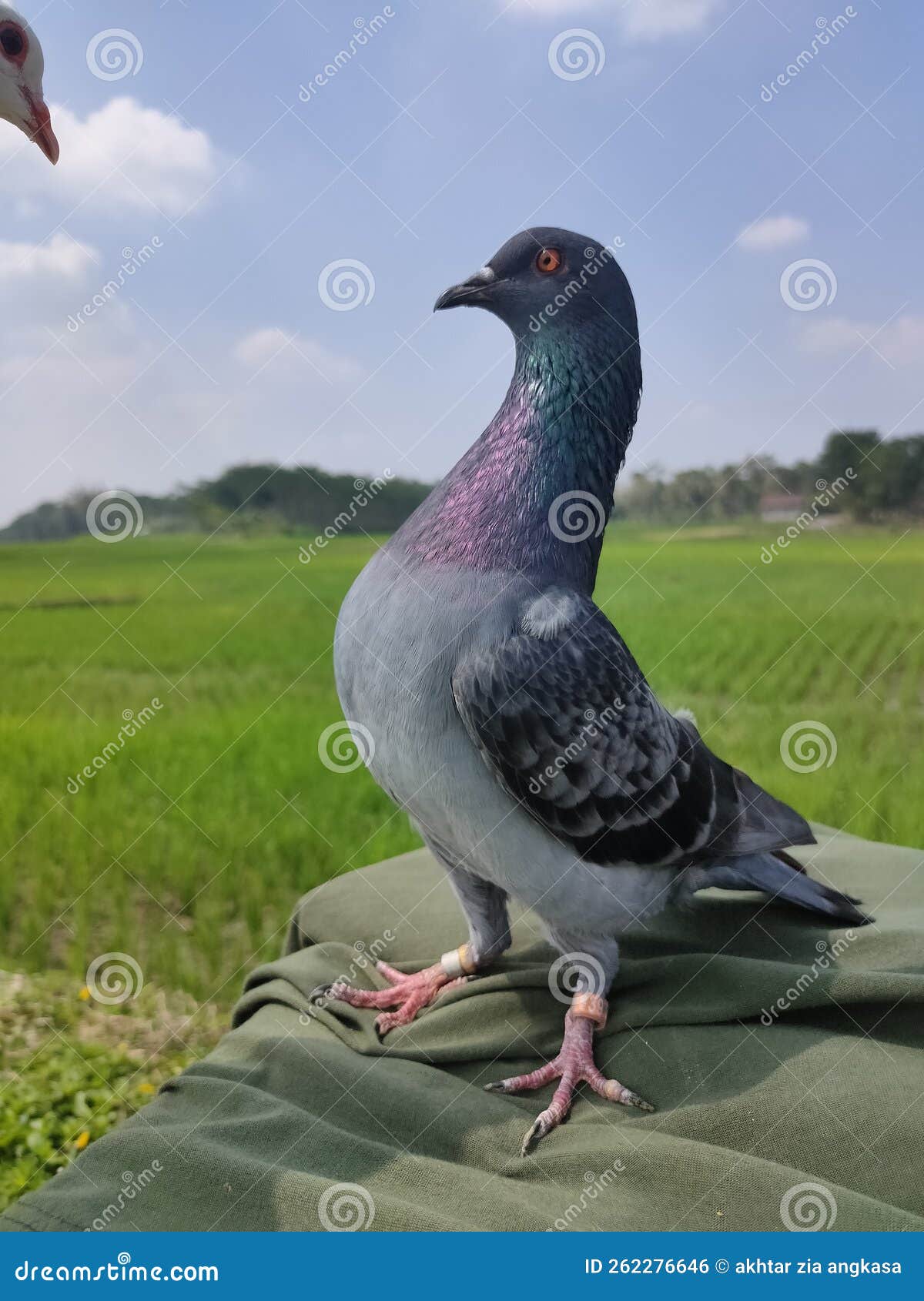 This is a Sprint Racing Pigeon Capable of Flying at a Speed of 100 Km ...