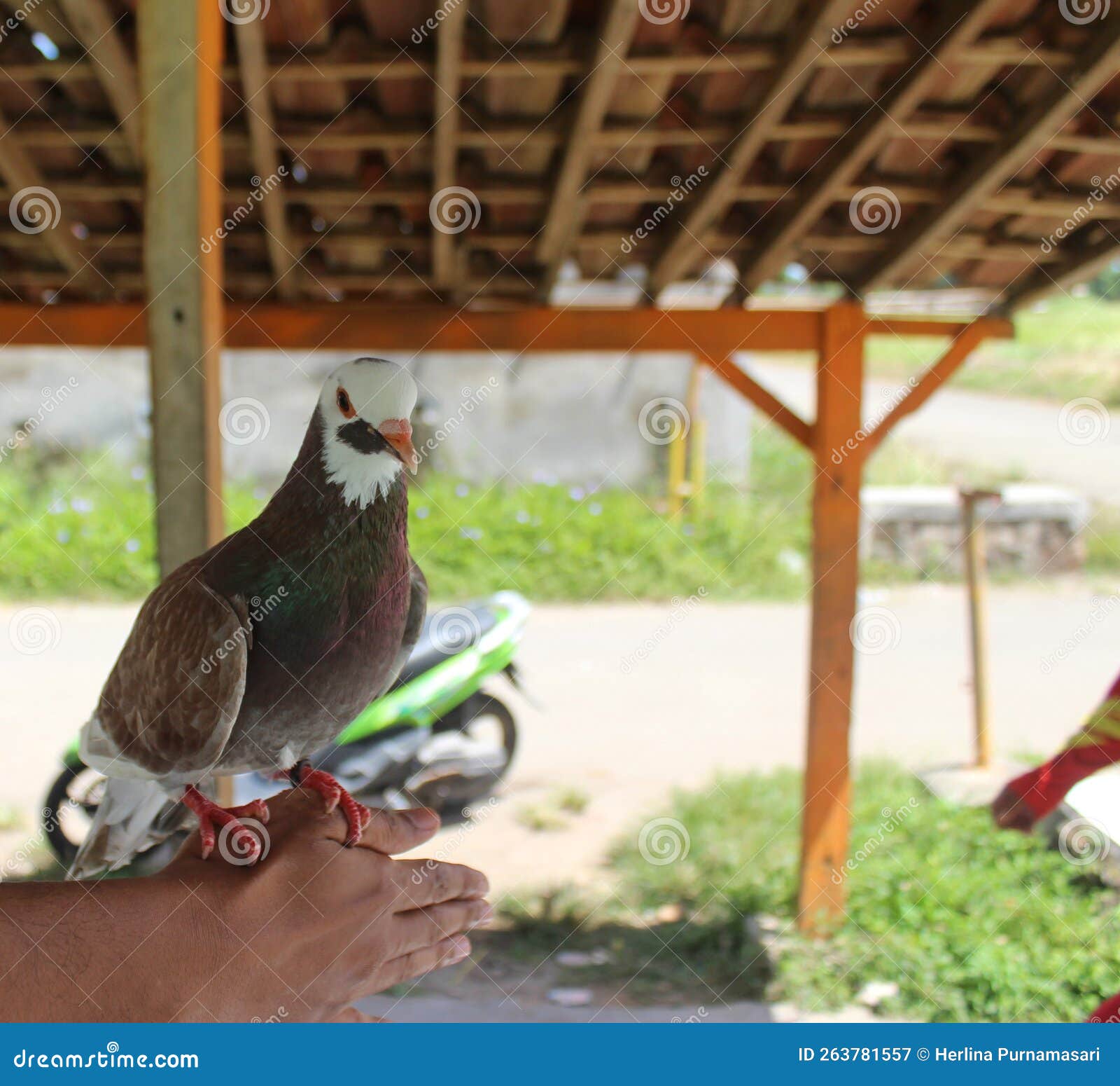 Sprint Racing Pigeon on Hand Stock Image - Image of sprint, racing ...