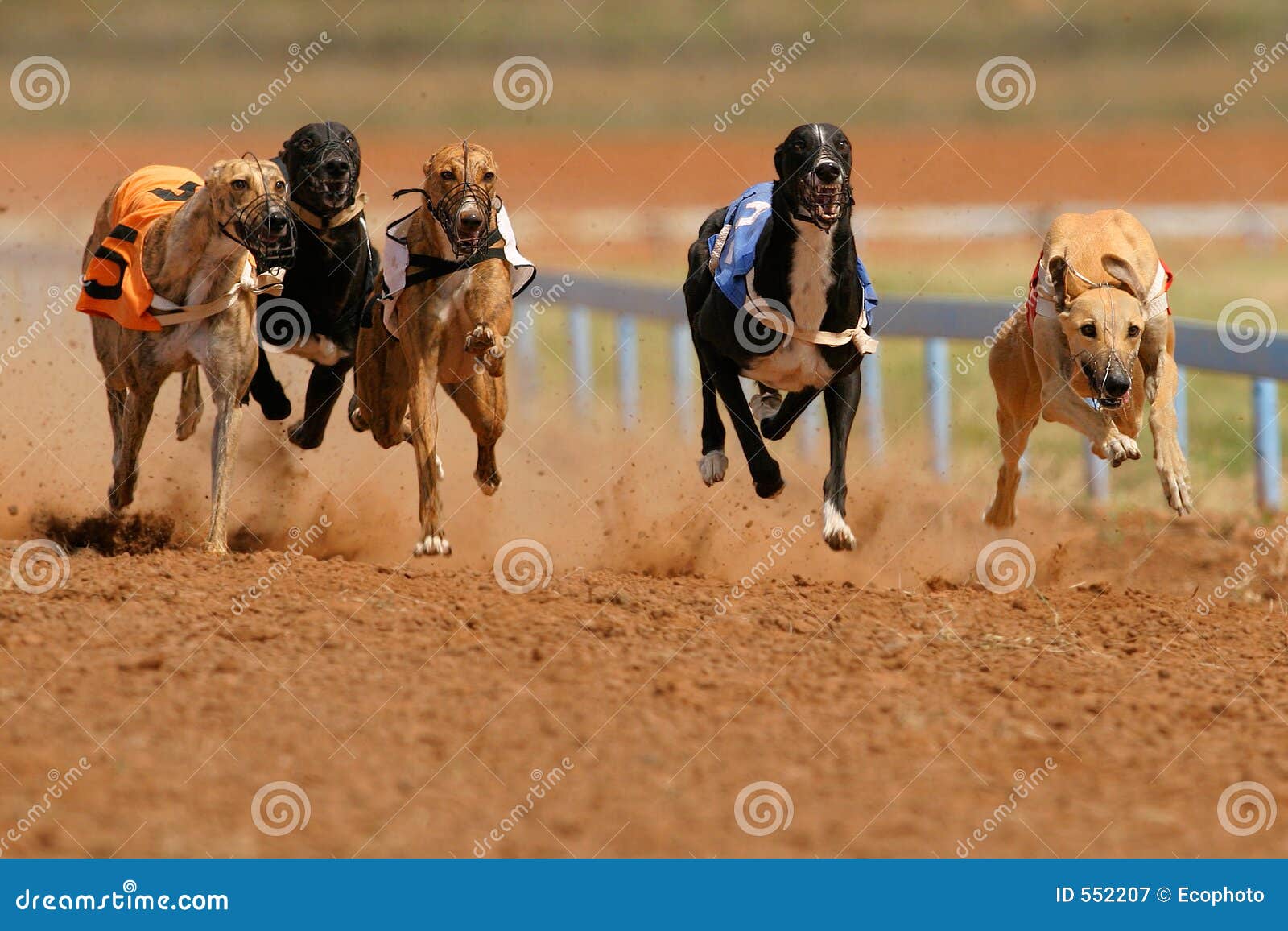 Sprinten der Windhunde stockbild. Bild von windhunde, windhund - 552207