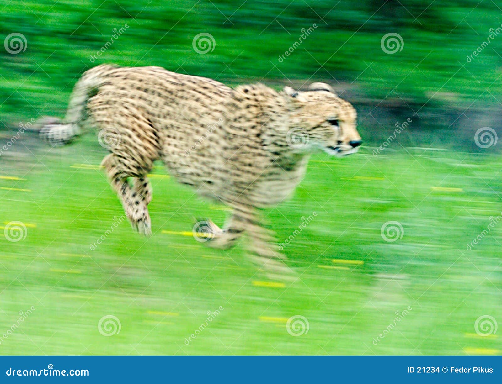 Sprinten des Geparden stockfoto. Bild von geparden, katze - 21234