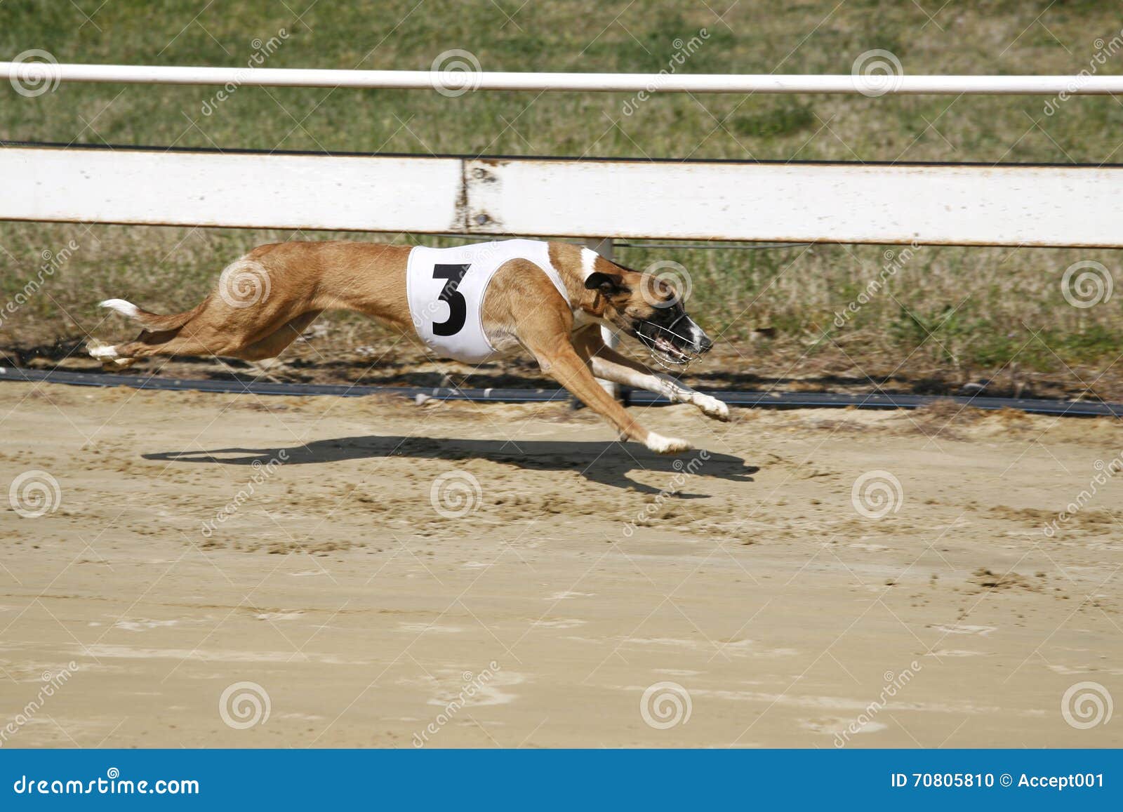 Sprinting Dynamic Greyhound on the Race Course Editorial Image - Image ...