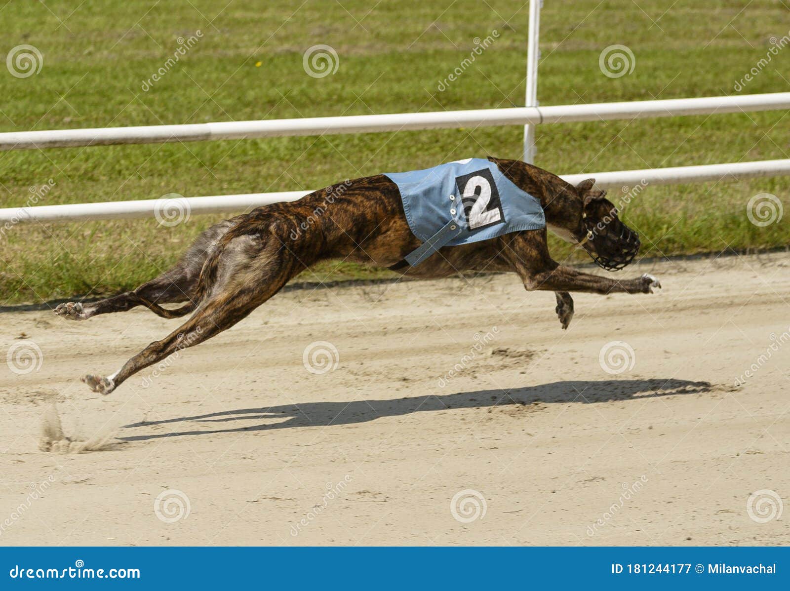 Sprinting Dynamic Greyhound on the Race Course Editorial Photography ...