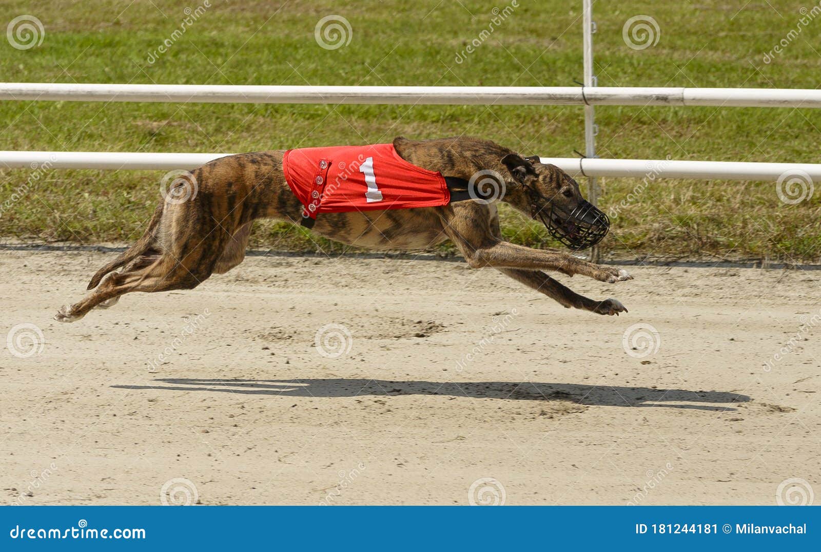 Sprinting Dynamic Greyhound on the Race Course Stock Image - Image of ...