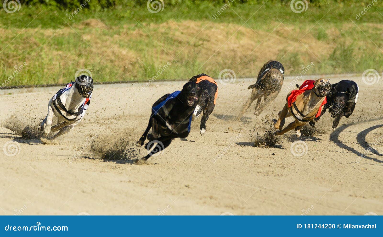 Sprinting Dynamic Greyhound on the Race Course Editorial Image - Image ...