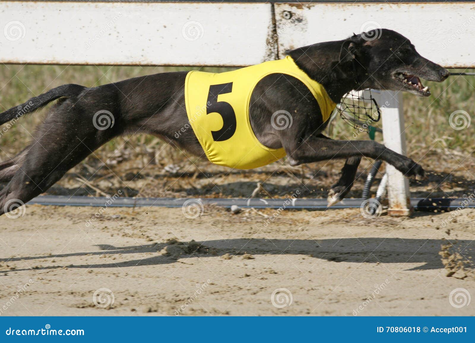 Sprinting Dynamic Greyhound on the Race Course Editorial Stock Photo ...