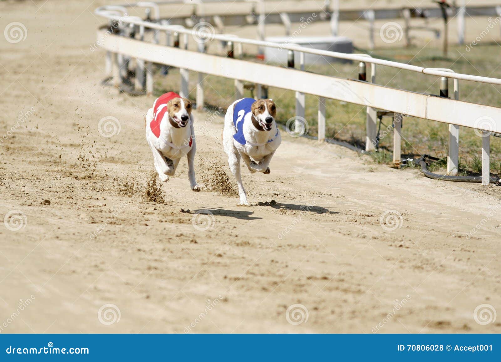 Sprinting Dynamic Greyhounds on the Race Course Editorial Stock Photo ...