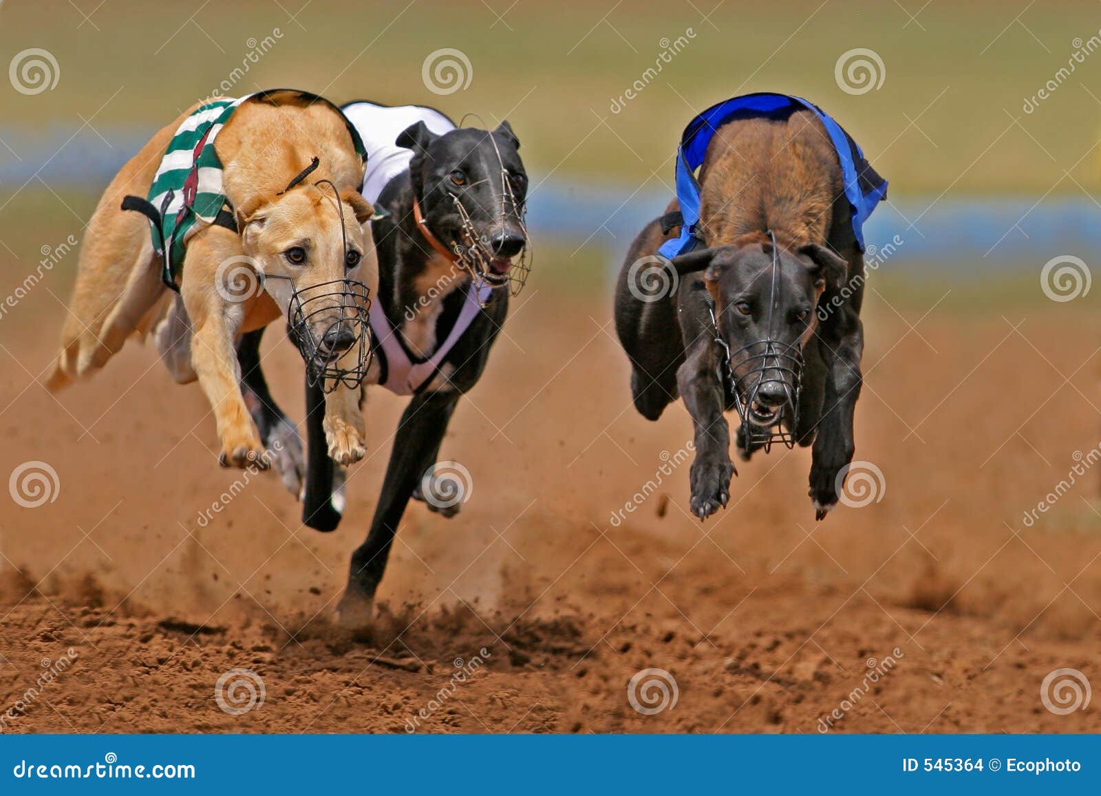 Sprinting greyhounds stock photo. Image of greyhound, movements - 545364