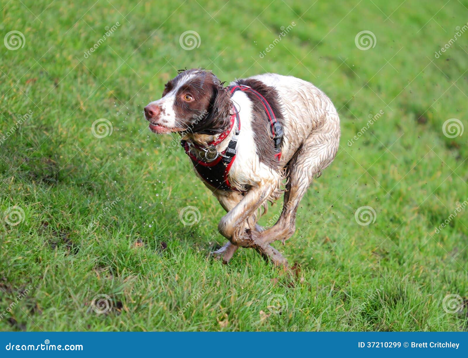 Sprinting running fast dog stock image. Image of sprinting - 37210299