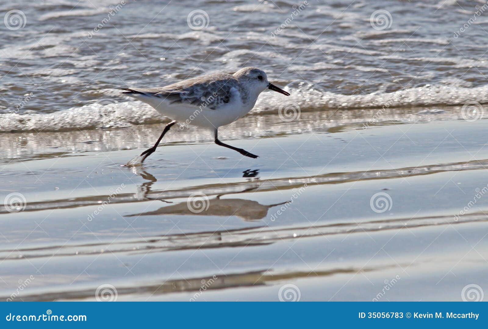 Sprinting Sanderling stock image. Image of flight, solo - 35056783