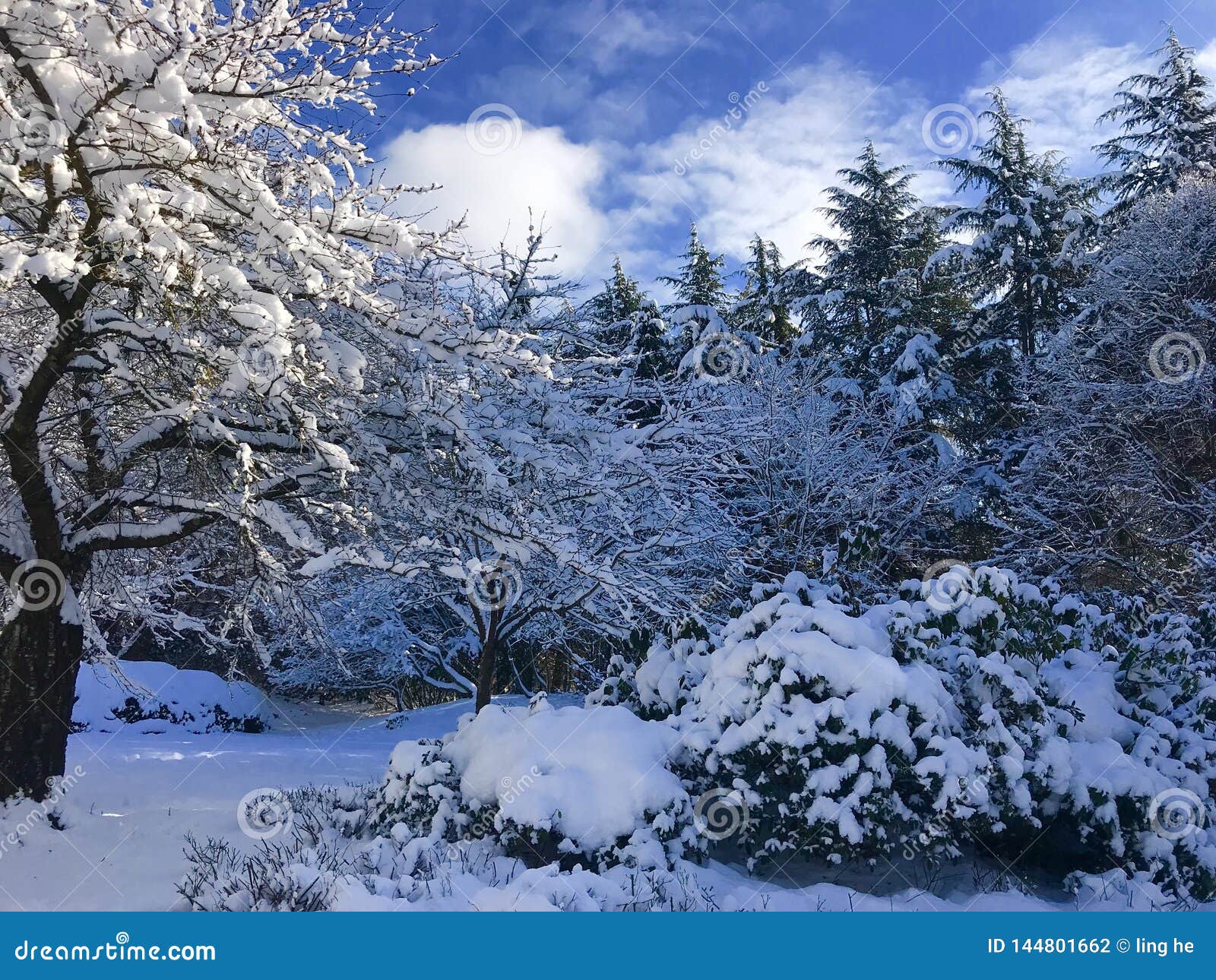 Sprite stock photo. Image of blue, wake, snow, trees - 144801662