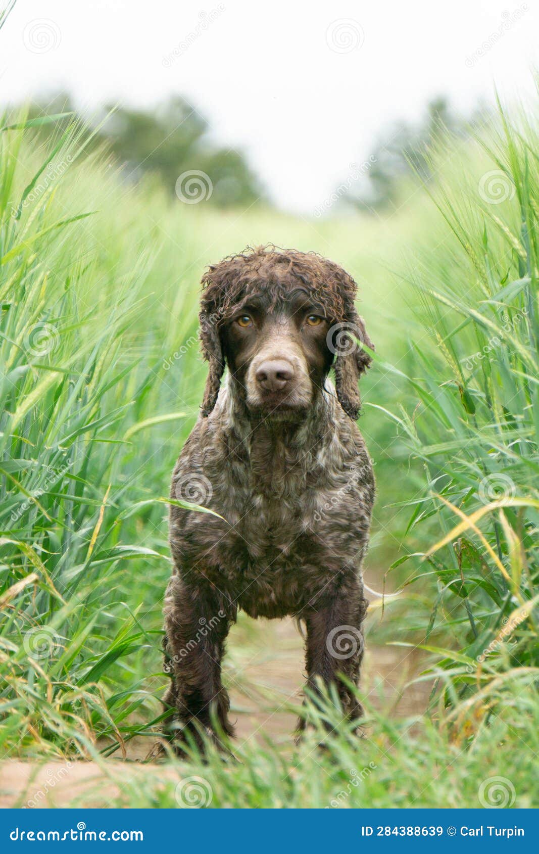 Sprocker dog grass stock image. Image of outdoora, sprocker - 284388639