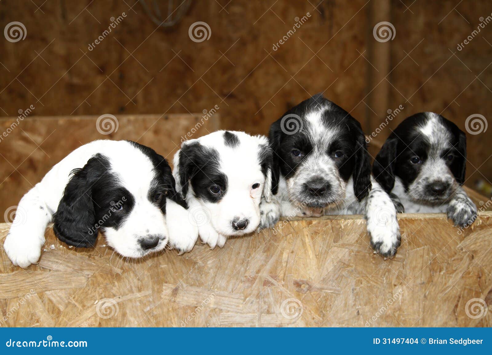 Sprocker-Welpen stockfoto. Bild von brut, spaniel, tatzen - 31497404