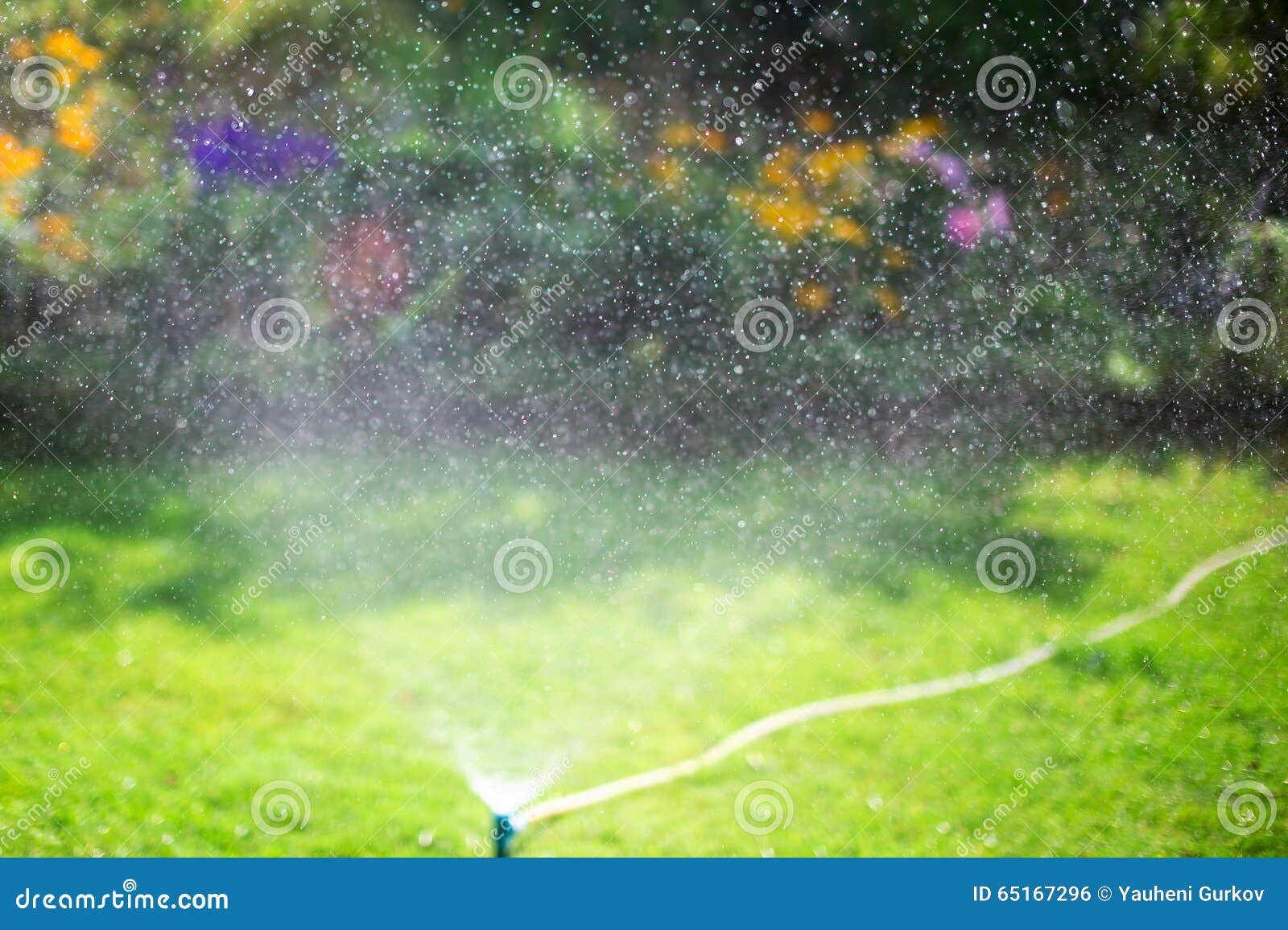 Sproeier Het Water Geven Gazon in Tuin Stock Foto - Image of tuin ...