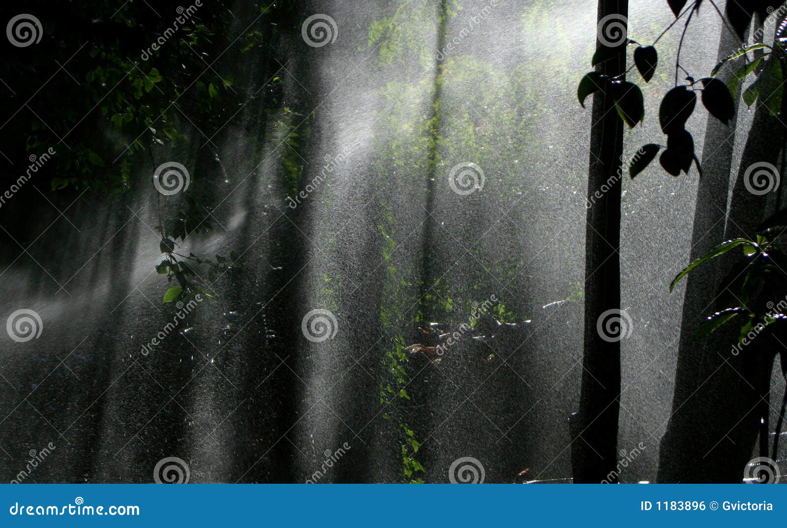 Sproeiers stock foto. Image of sproeier, plantkunde, natmaken - 1183896