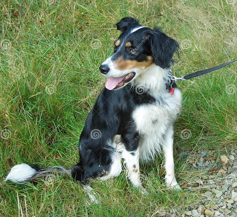 Sprollie stock image. Image of spaniel, smile, sitting - 46200001