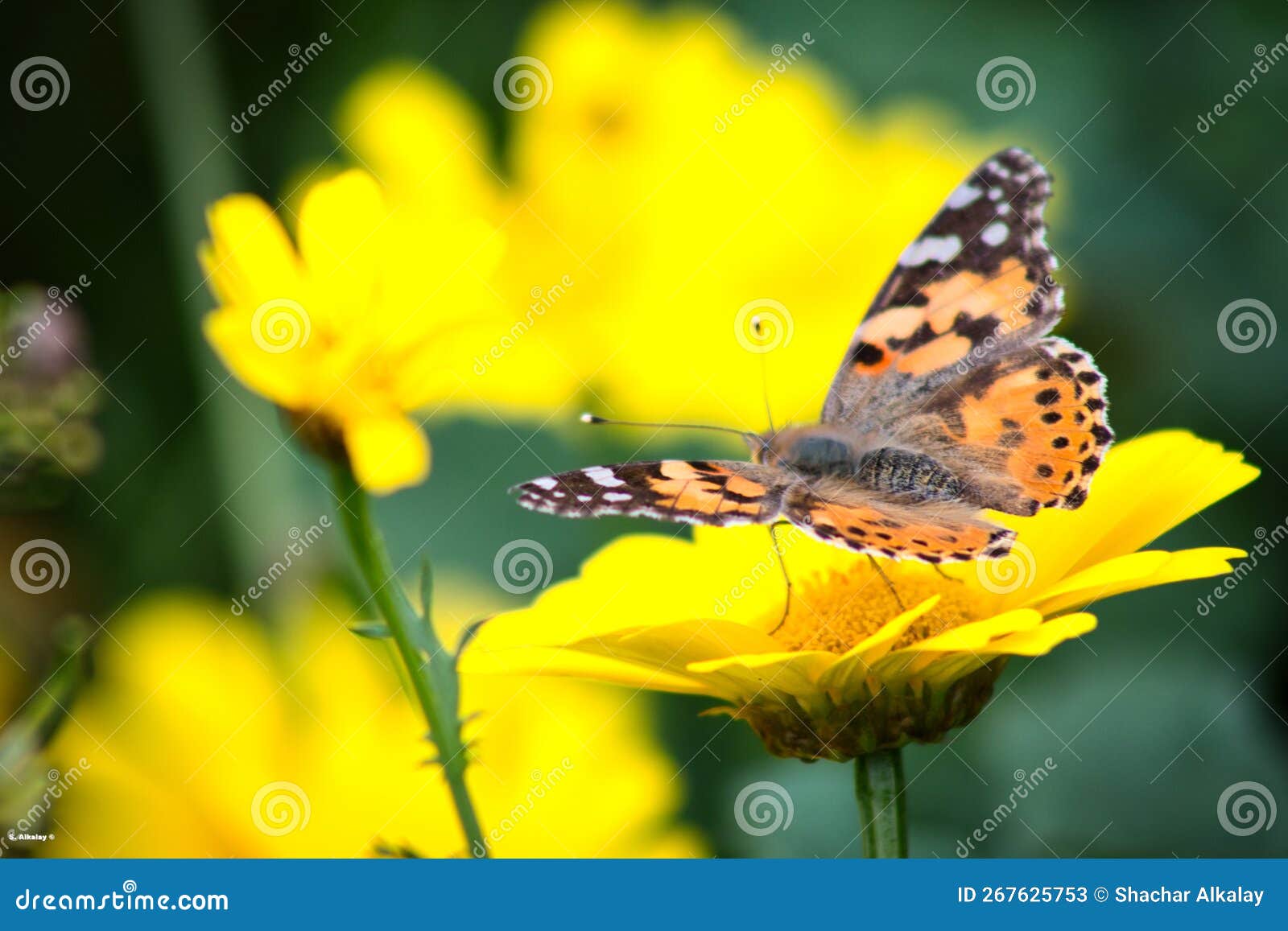 Sprong tails stock image. Image of nature, pollinator - 267625753