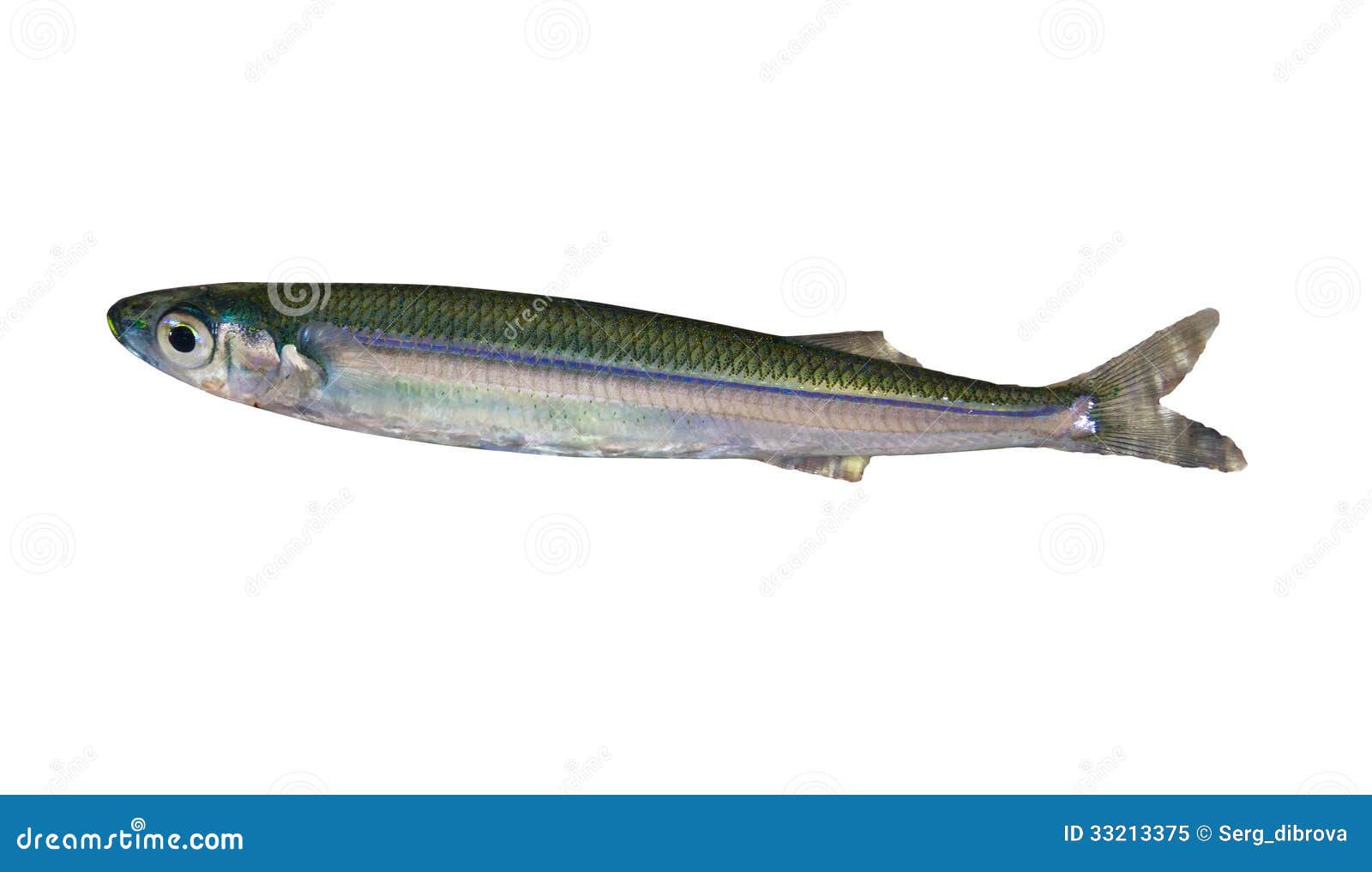 Sprotten-Fische stockbild. Bild von fische, nahaufnahme - 33213375