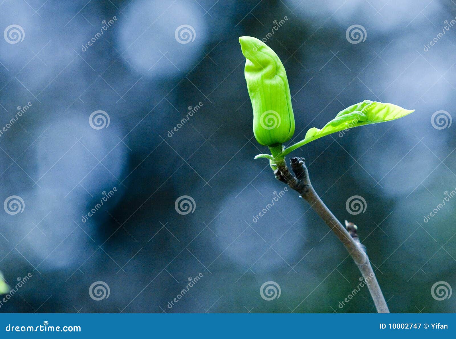 Sprout stock image. Image of plant, sprout, green, close - 10002747