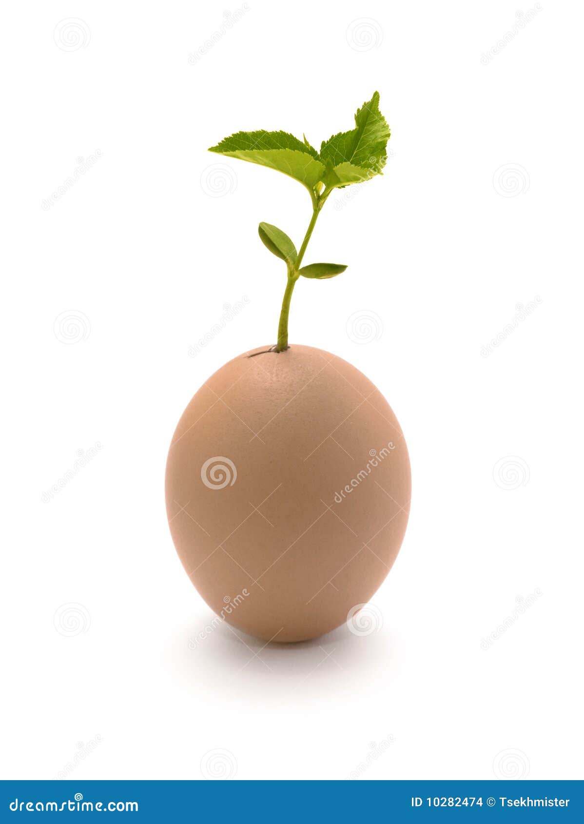 Sprout stock photo. Image of beauty, abstract, life, small - 10282474