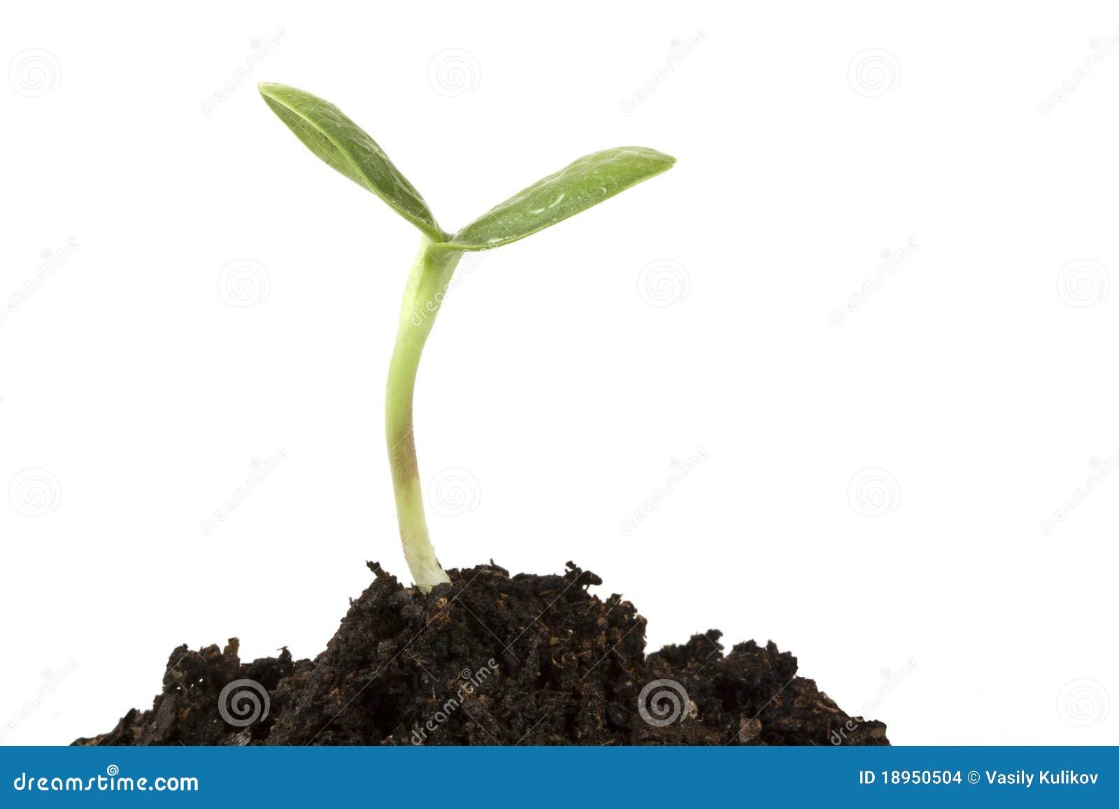 Sprout stock photo. Image of background, seedling, life - 18950504