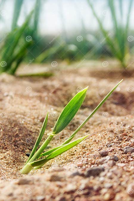 Sprout-2 stock image. Image of outdoor, background, environment - 2646697